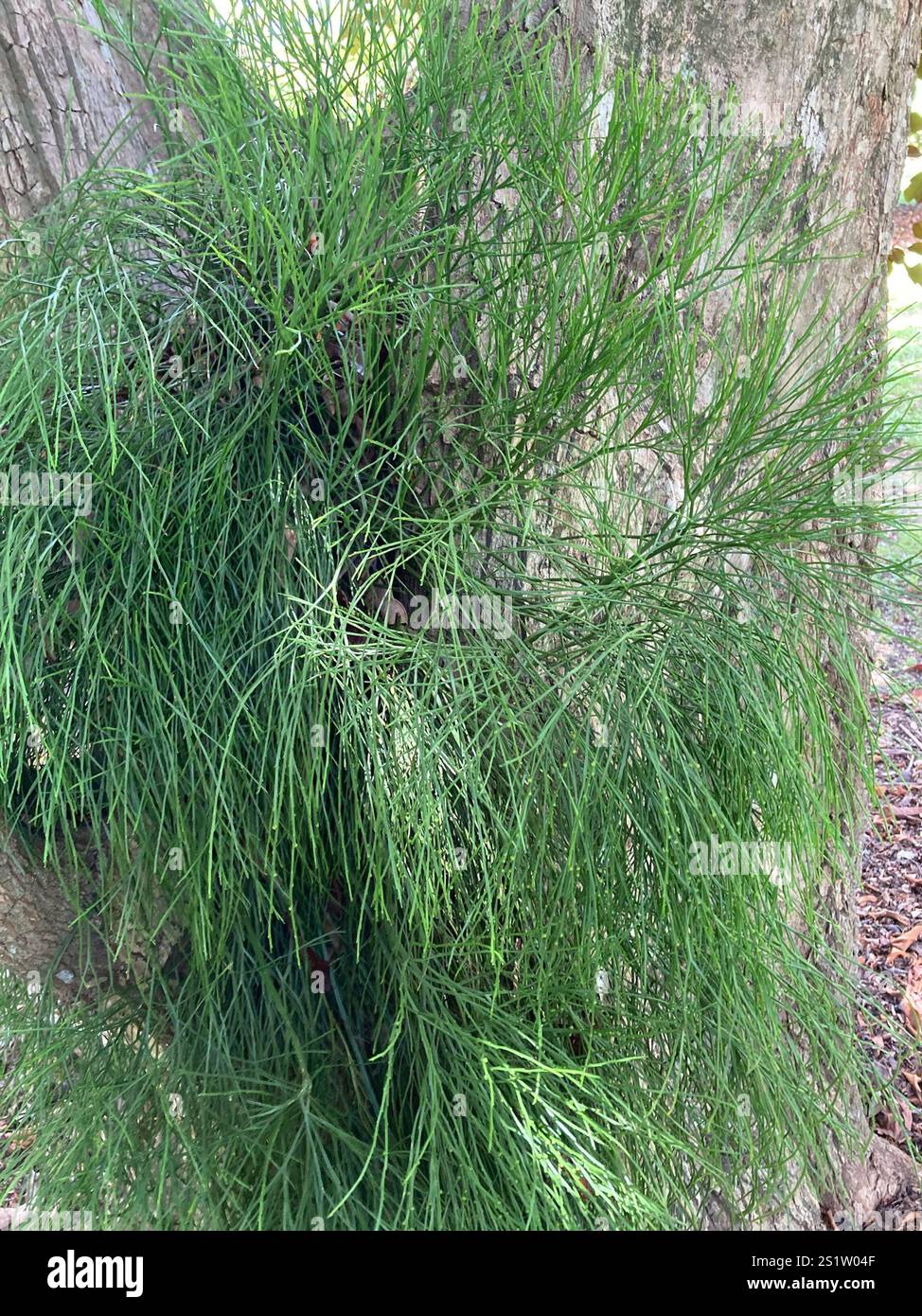 skeleton fork fern (Psilotum nudum Stock Photo - Alamy