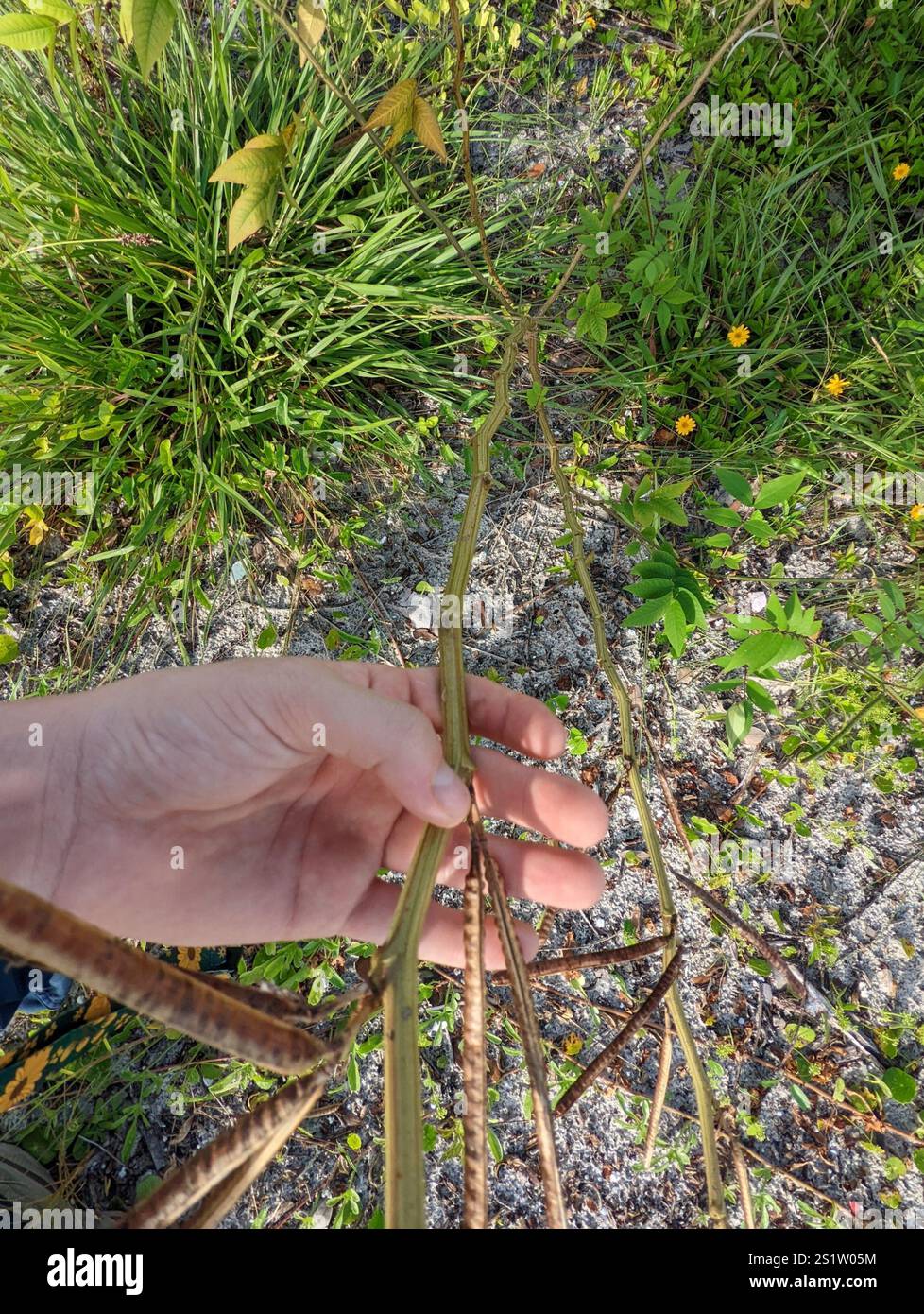 Coffee Senna (Senna occidentalis Stock Photo - Alamy
