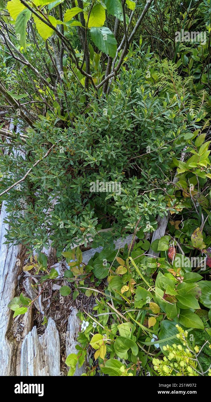 bog myrtle (Myrica gale Stock Photo - Alamy