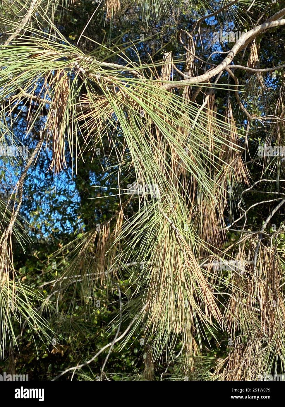 gray pine (Pinus sabiniana Stock Photo - Alamy