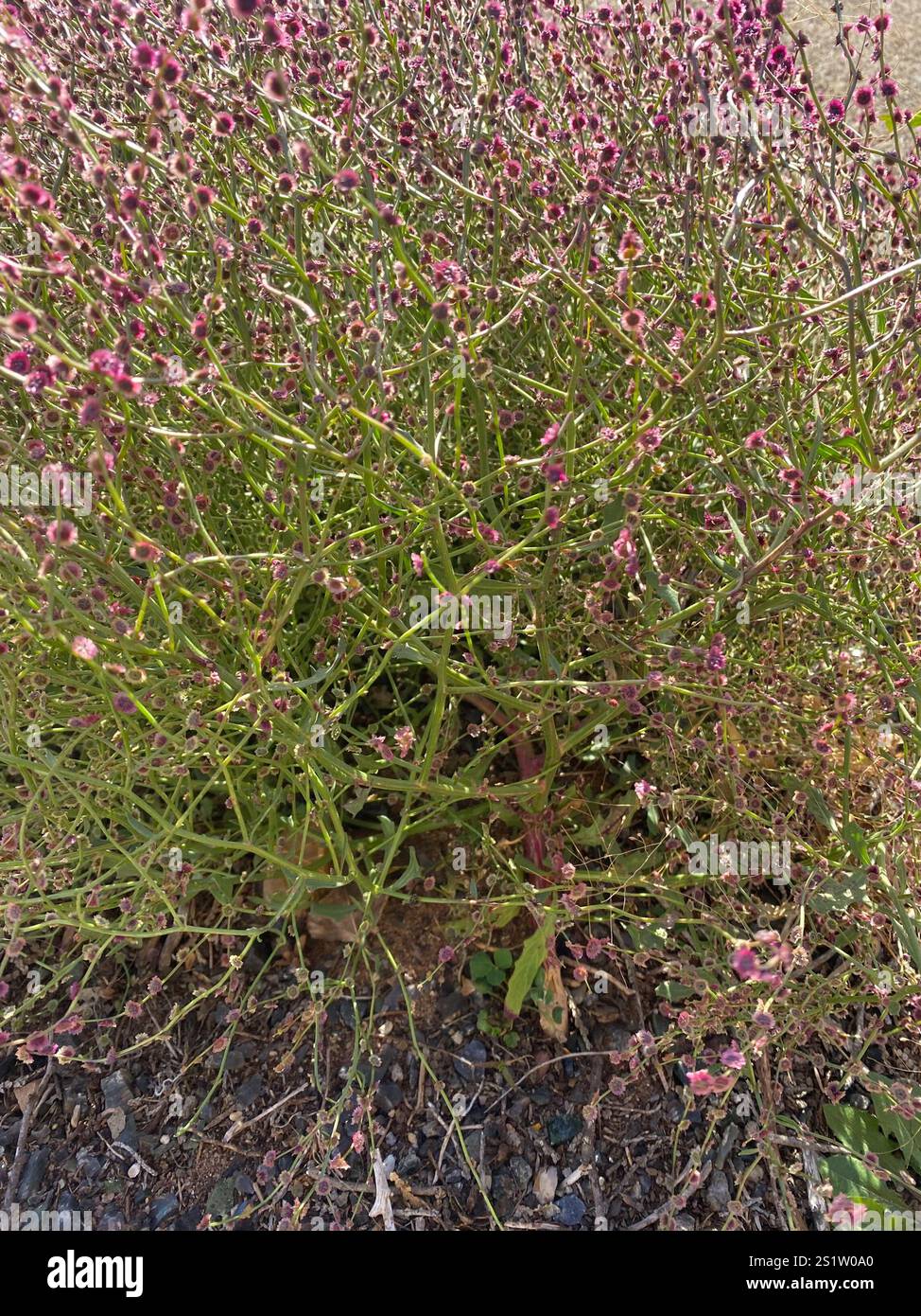 Winged Pigweed (Dysphania atriplicifolia Stock Photo - Alamy