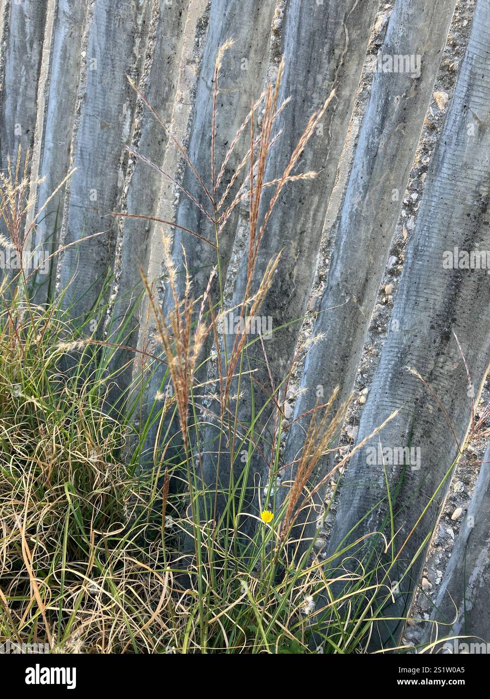 King Ranch bluestem (Bothriochloa ischaemum Stock Photo - Alamy