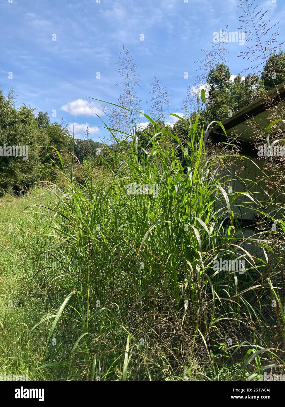 Johnson grass (Sorghum halepense Stock Photo - Alamy