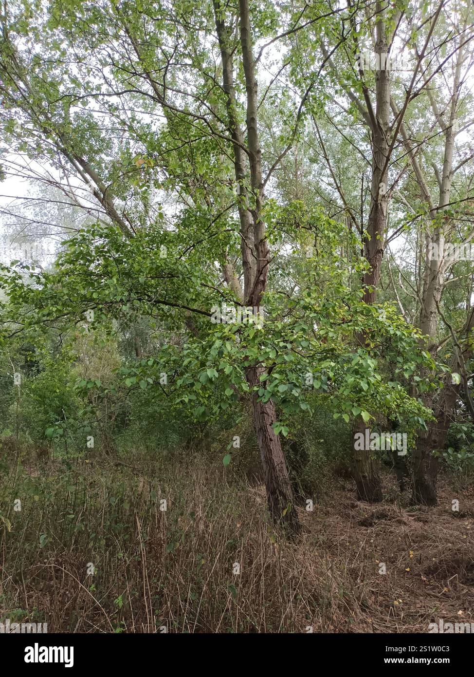 Italian alder (Alnus cordata Stock Photo - Alamy