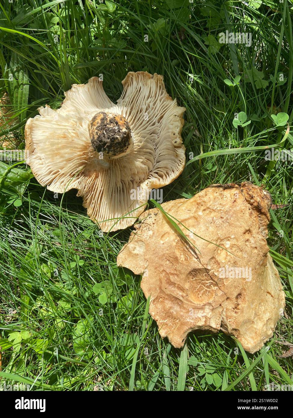 Downy milk cap (Lactarius pubescens Stock Photo - Alamy