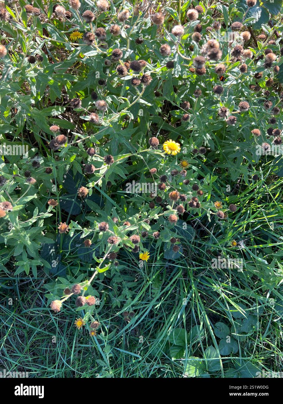 Common Fleabane (Pulicaria dysenterica Stock Photo - Alamy