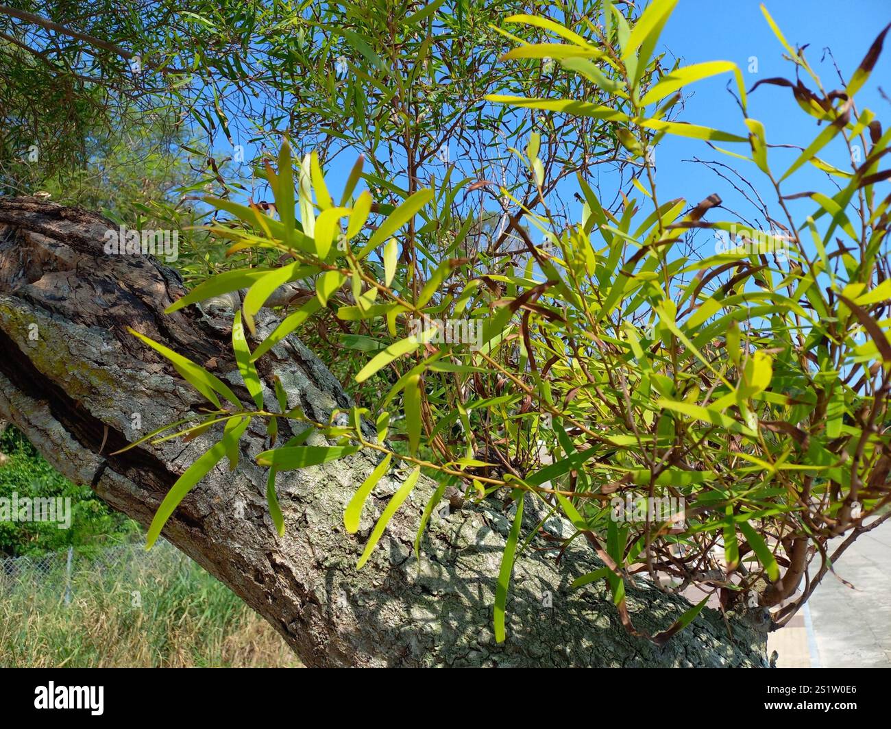 Taiwan Acacia (Acacia confusa Stock Photo - Alamy