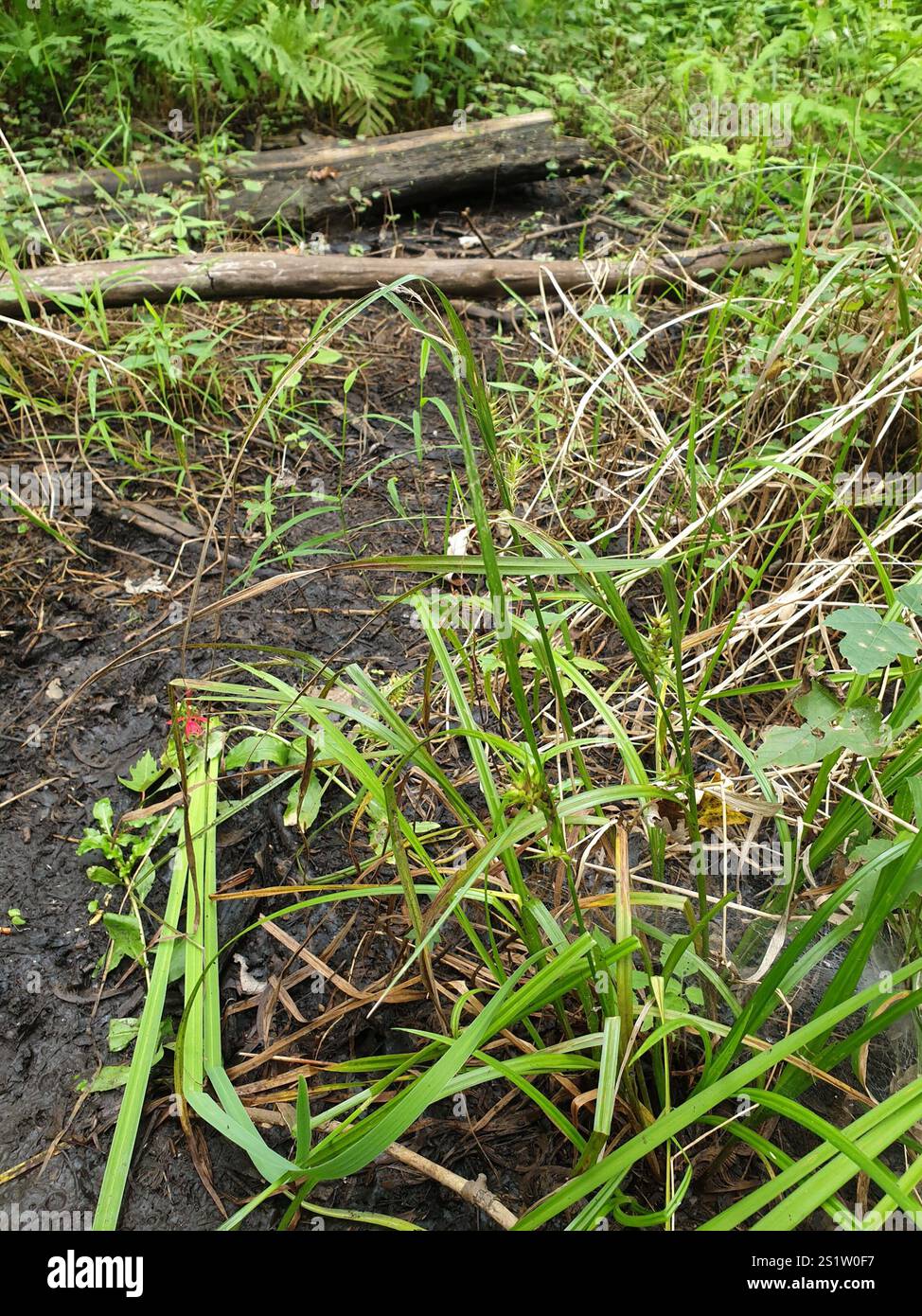hop sedge (Carex lupulina Stock Photo - Alamy
