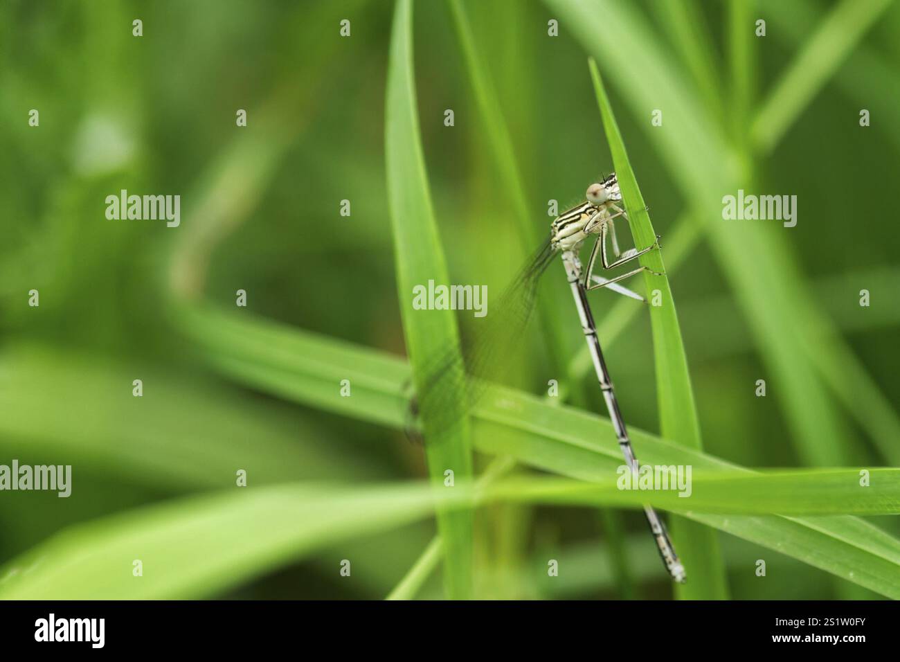 Small dragonfly odonata hi-res stock photography and images - Alamy