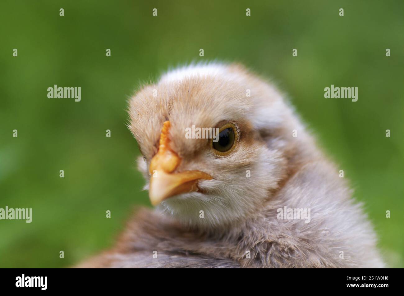 Chicken with little hatchling on a farm Stock Photo - Alamy