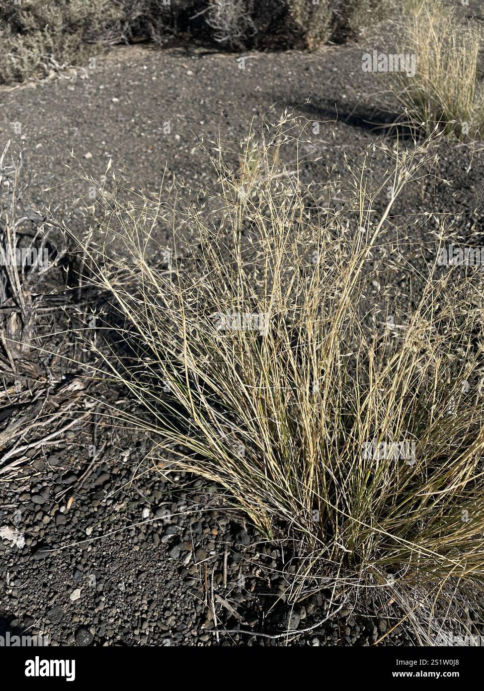 Sand Ricegrass (Eriocoma hymenoides Stock Photo - Alamy