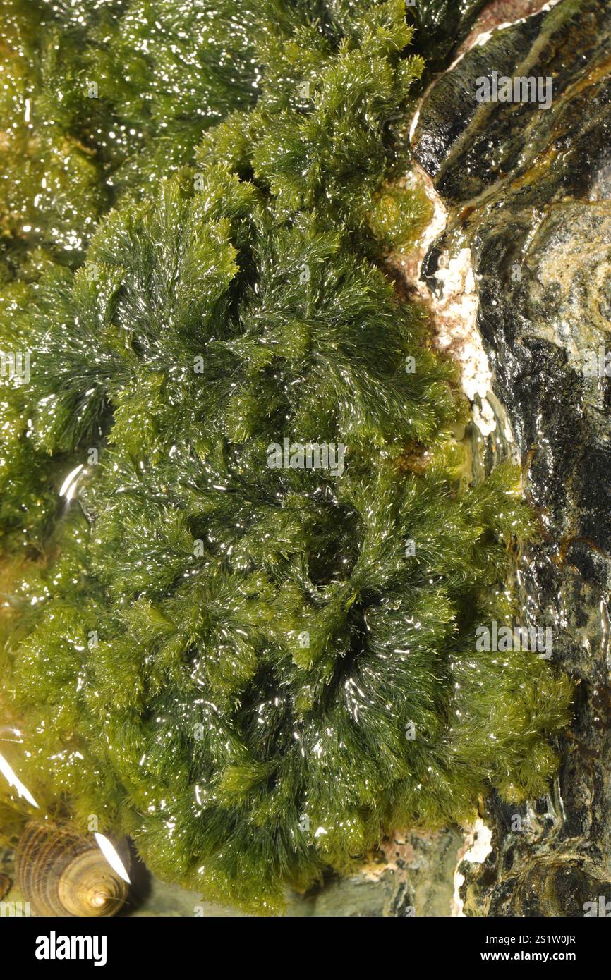 green rope (Acrosiphonia coalita Stock Photo - Alamy