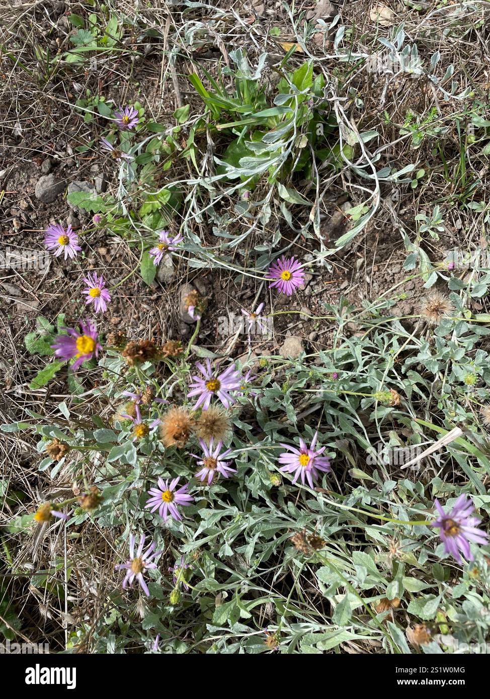 California Aster (Corethrogyne filaginifolia Stock Photo - Alamy