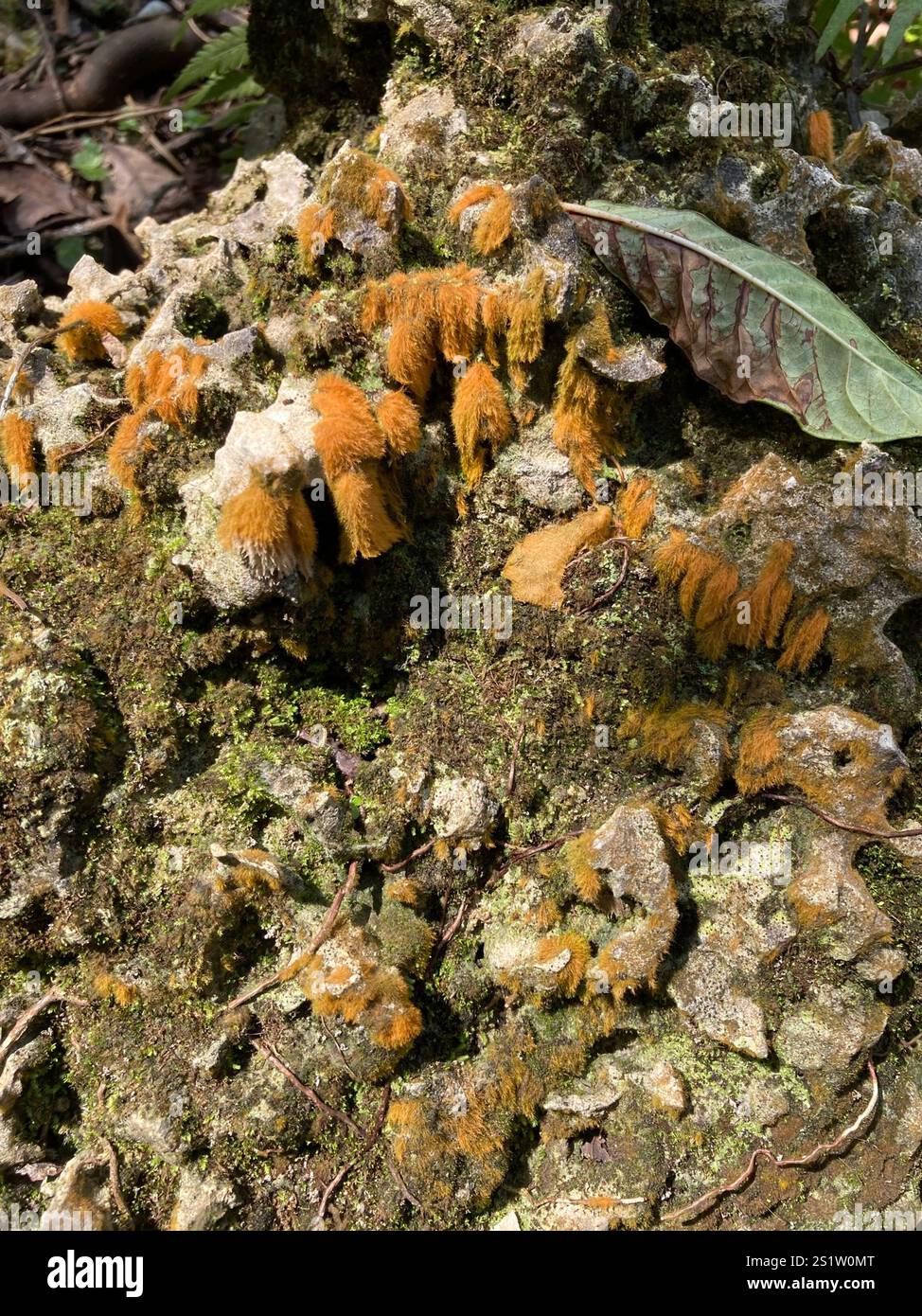 Orange Terrestrial Algae (Trentepohliales Stock Photo - Alamy