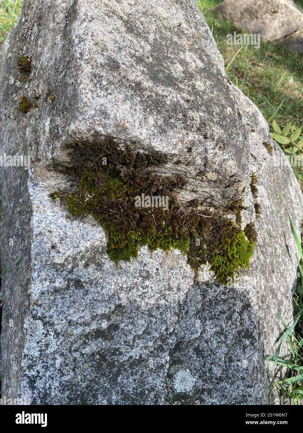 squirrel-tail moss (Leucodon sciuroides Stock Photo - Alamy