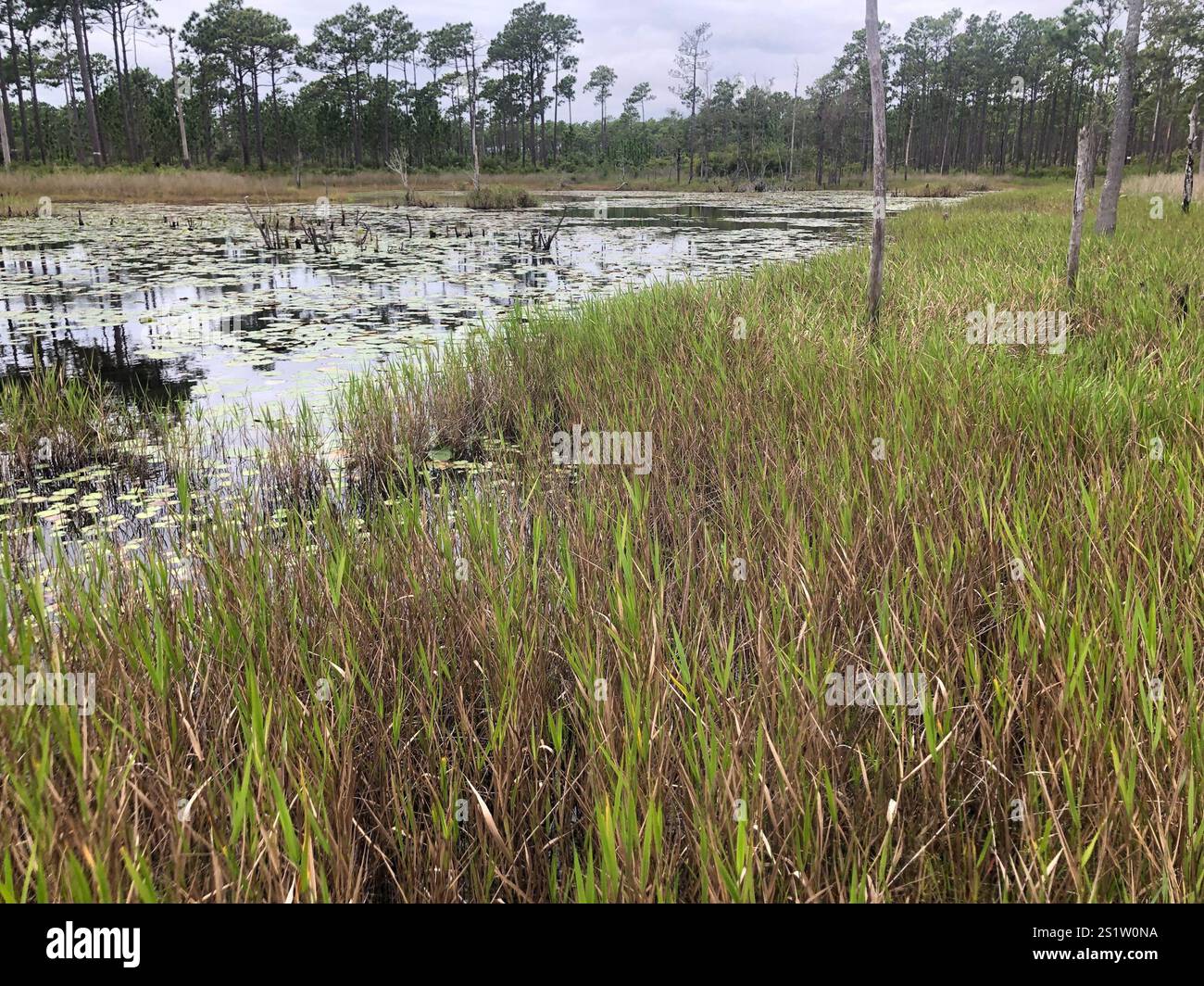 Maidencane (Panicum hemitomon Stock Photo - Alamy
