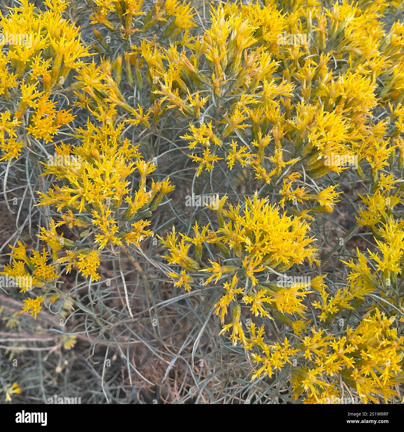 Rubber Rabbitbrush (Ericameria nauseosa Stock Photo - Alamy