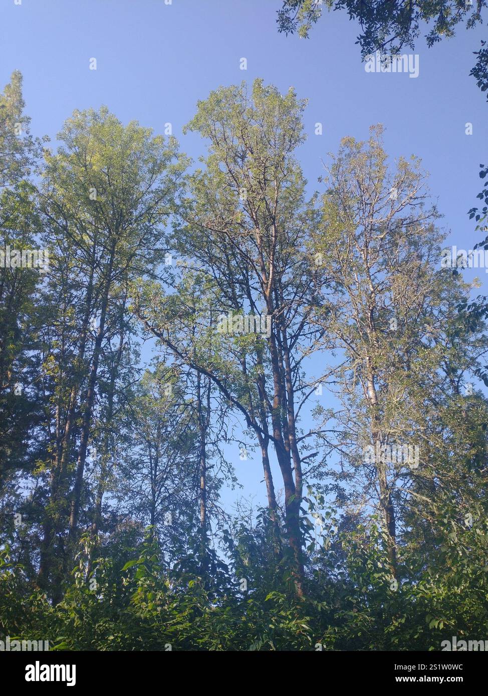 Oregon Ash (Fraxinus latifolia Stock Photo - Alamy