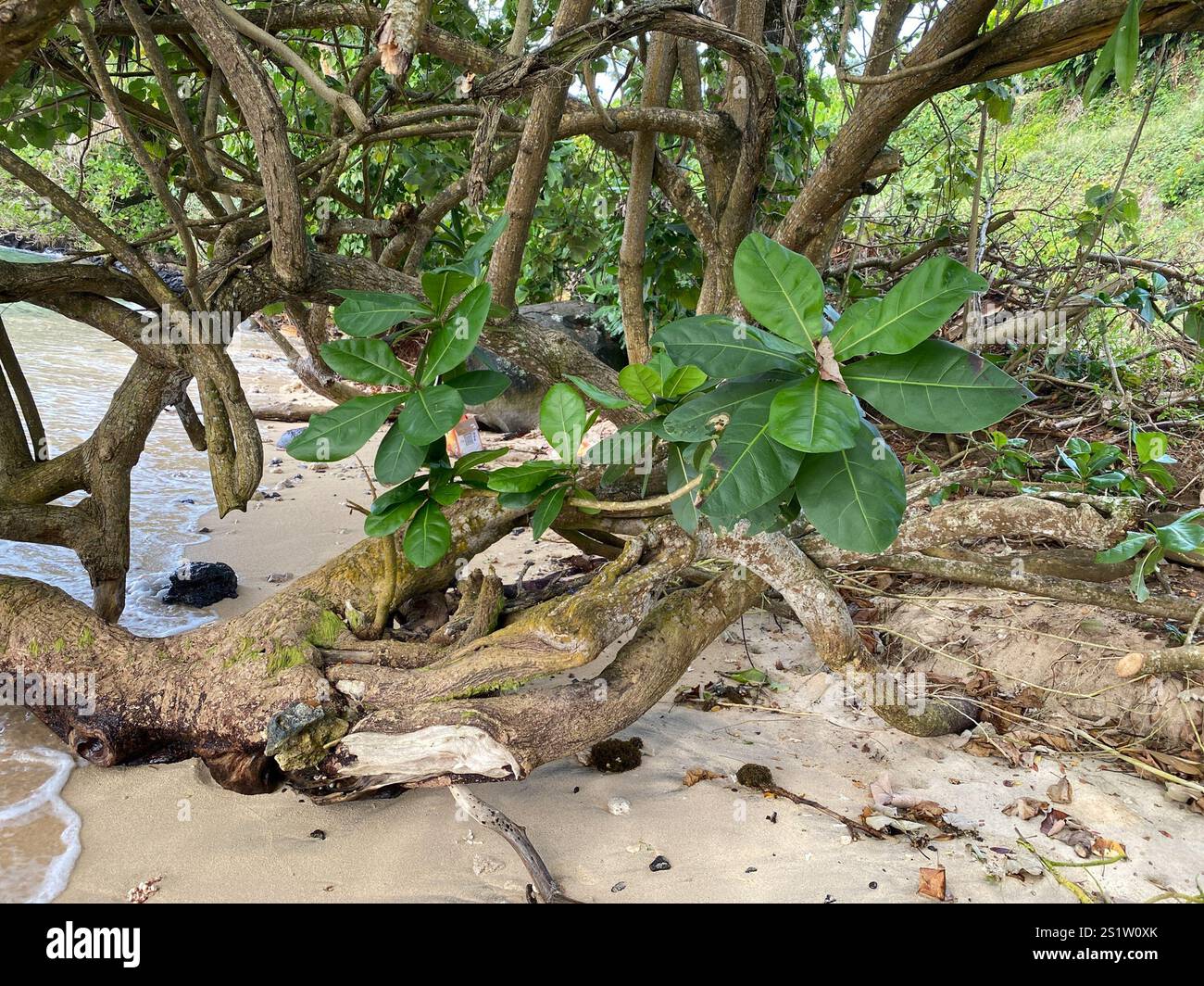 Fish Poison Tree (Barringtonia asiatica Stock Photo - Alamy