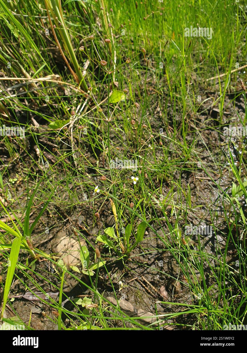 northern water-plantain (Alisma triviale Stock Photo - Alamy