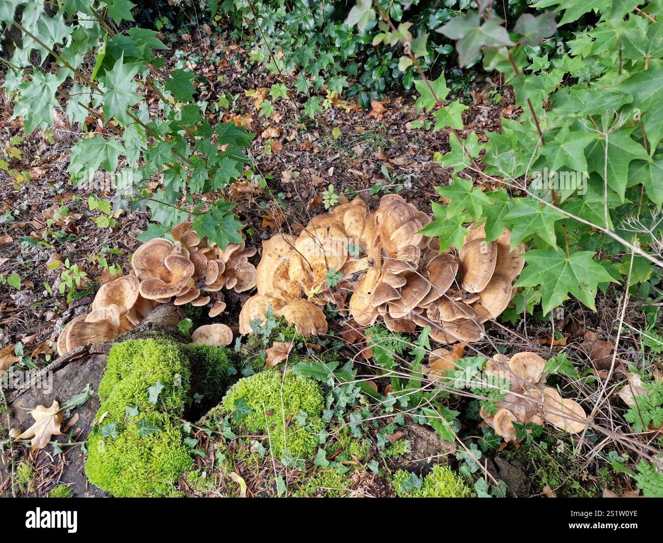 Giant Polypore (Meripilus giganteus Stock Photo - Alamy