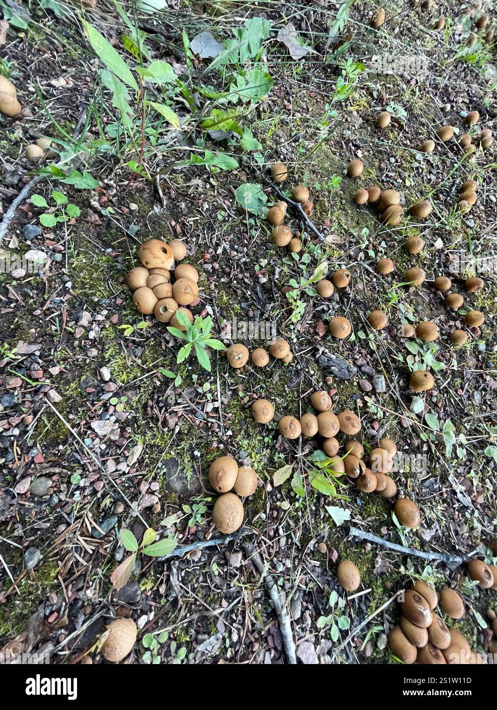 Pear-shaped Puffball (Apioperdon pyriforme Stock Photo - Alamy