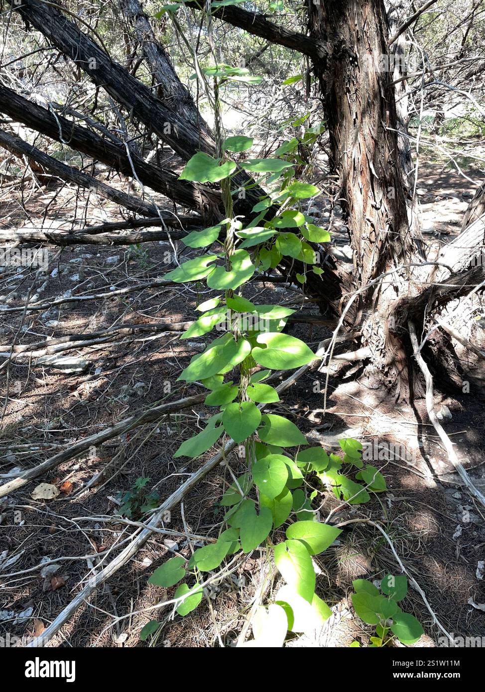 Pearl Milkweed (Matelea reticulata Stock Photo - Alamy
