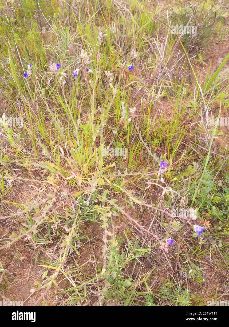 Heliophila africana hi-res stock photography and images - Alamy