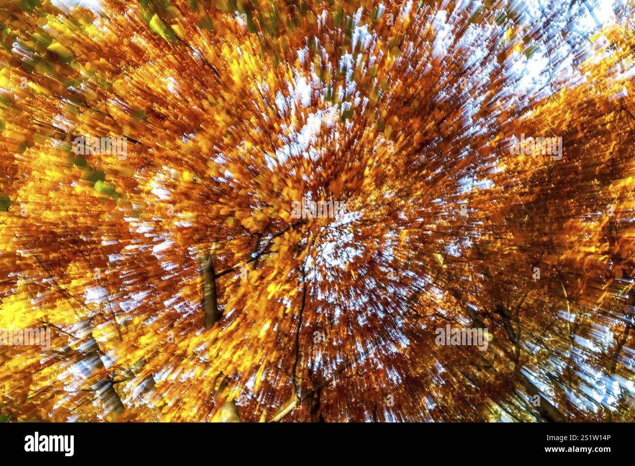 Motion background photo of an autumn forest as an abstract image with ...