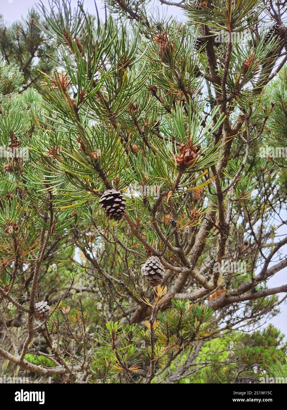 Shore Pine (Pinus contorta contorta Stock Photo - Alamy