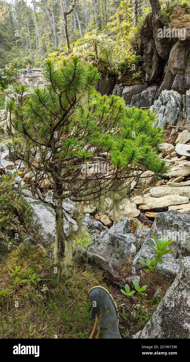lodgepole pine (Pinus contorta Stock Photo - Alamy
