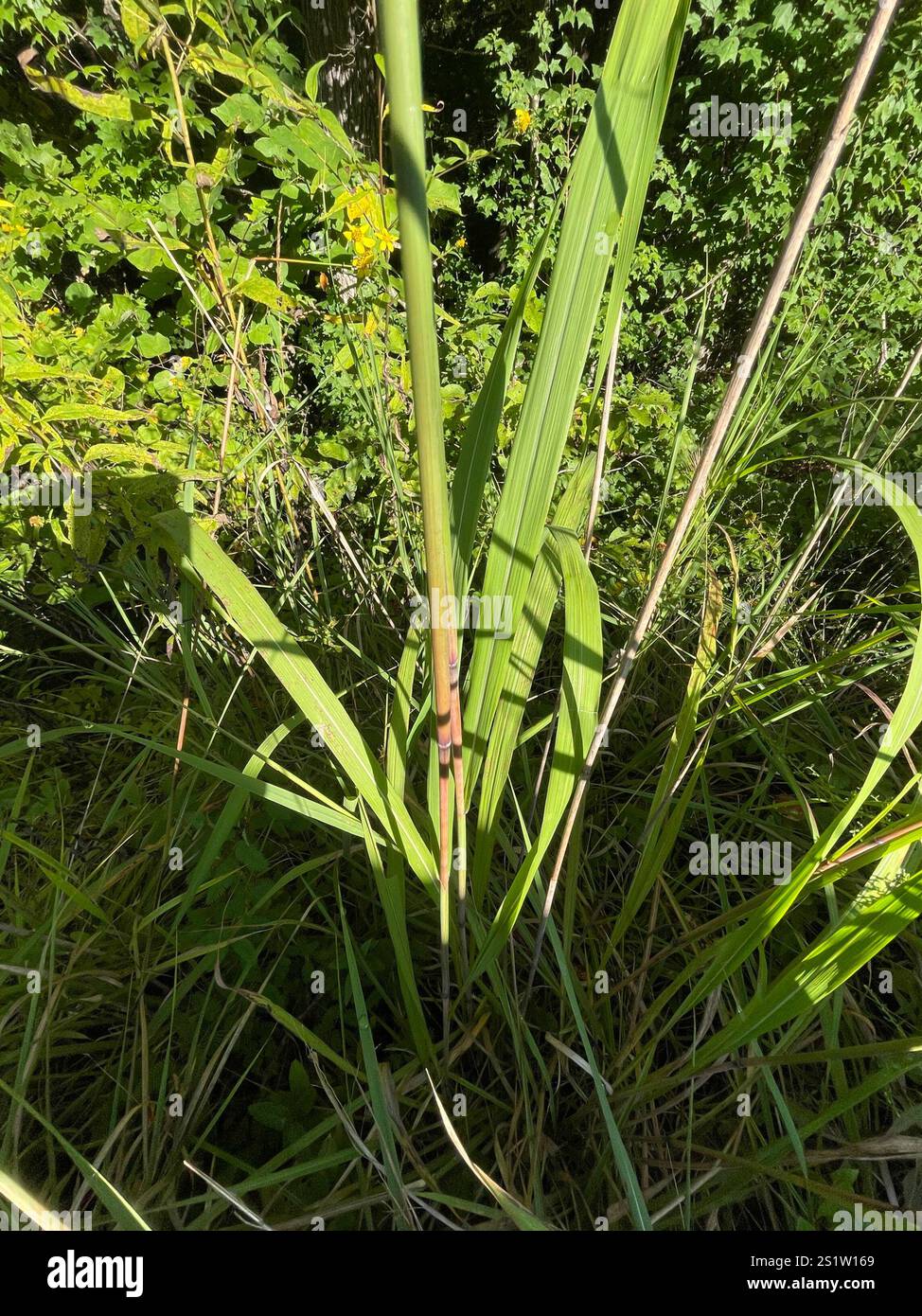 sugarcane plumegrass (Erianthus giganteus Stock Photo - Alamy