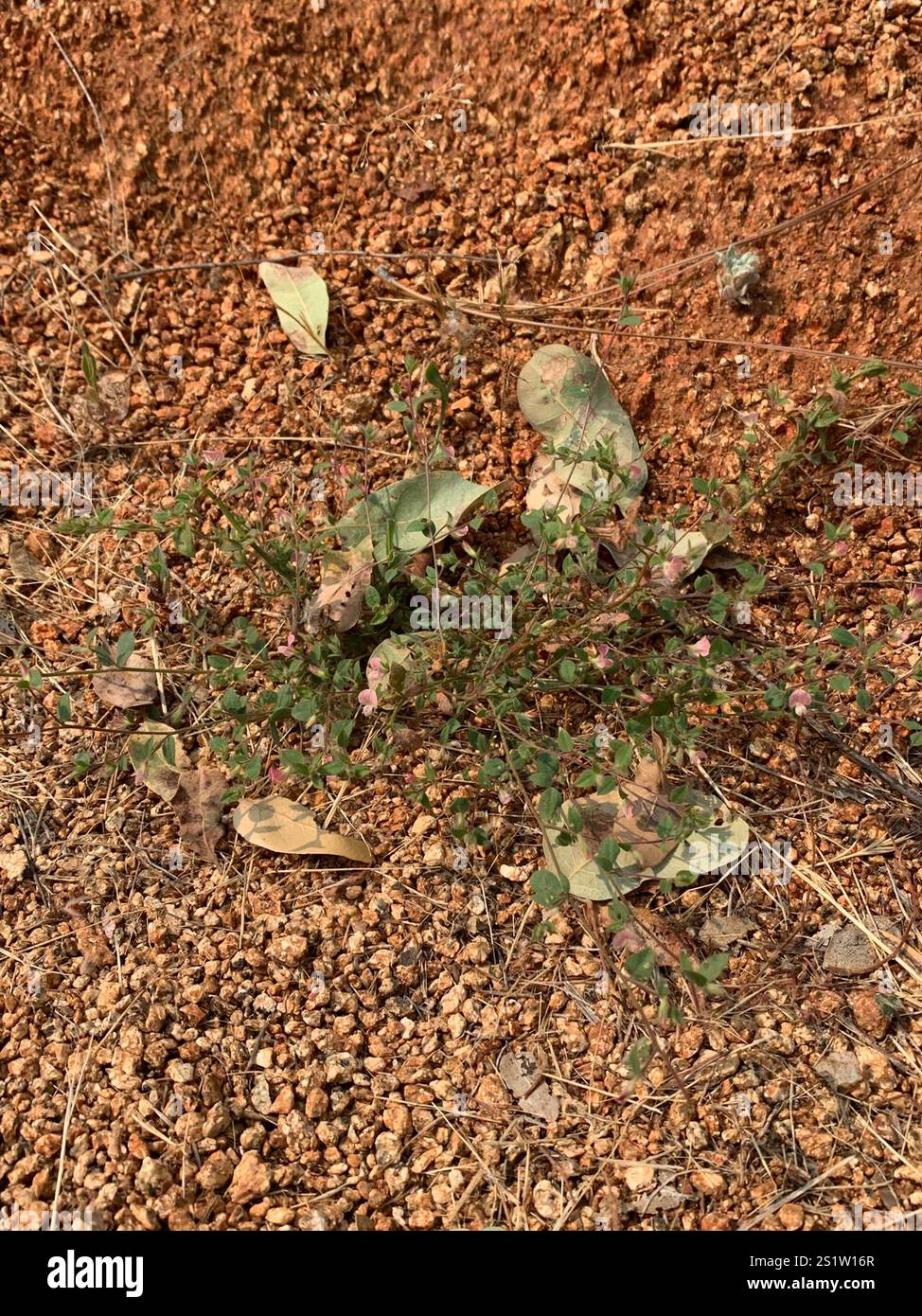 Spanish clover (Acmispon americanus Stock Photo - Alamy