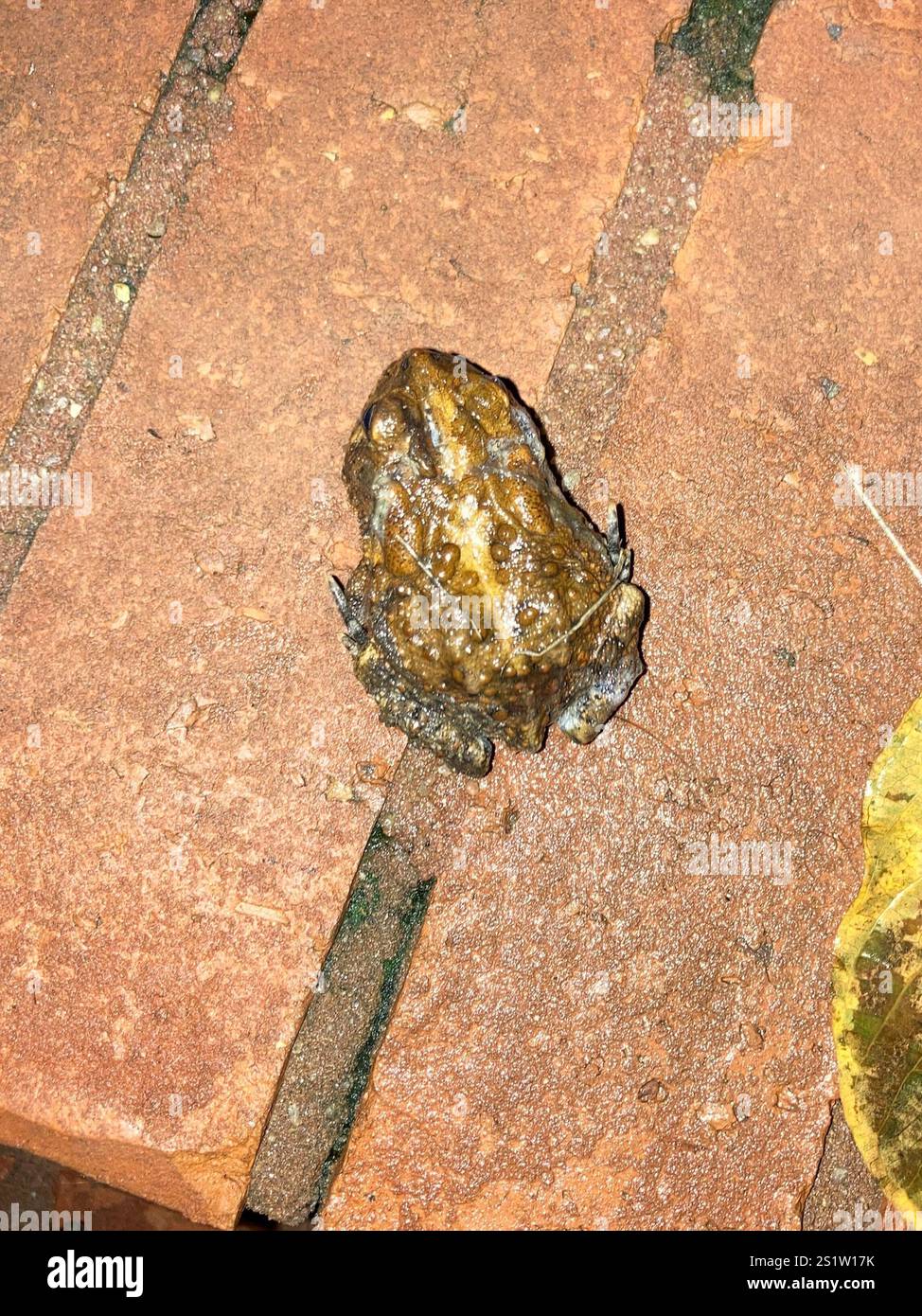 Southern Toad (Anaxyrus terrestris Stock Photo - Alamy