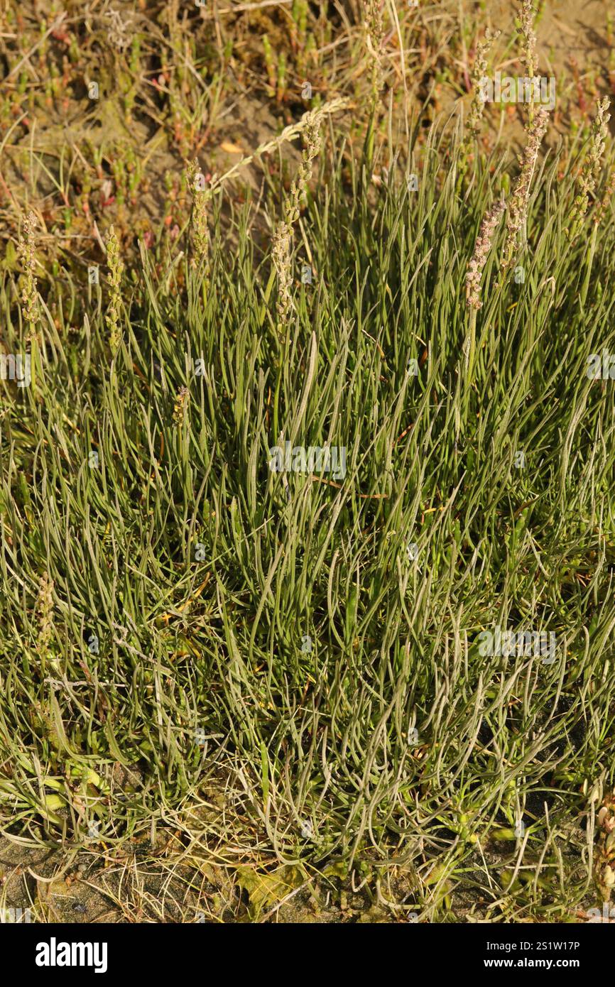 common arrowgrass (Triglochin maritima Stock Photo - Alamy