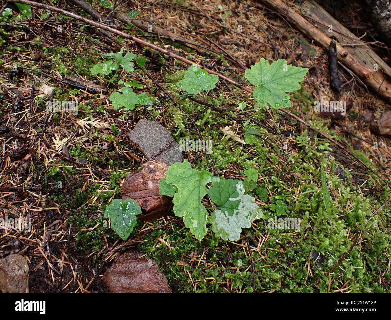 Oneleaf Foamflower (Tiarella trifoliata unifoliata Stock Photo - Alamy