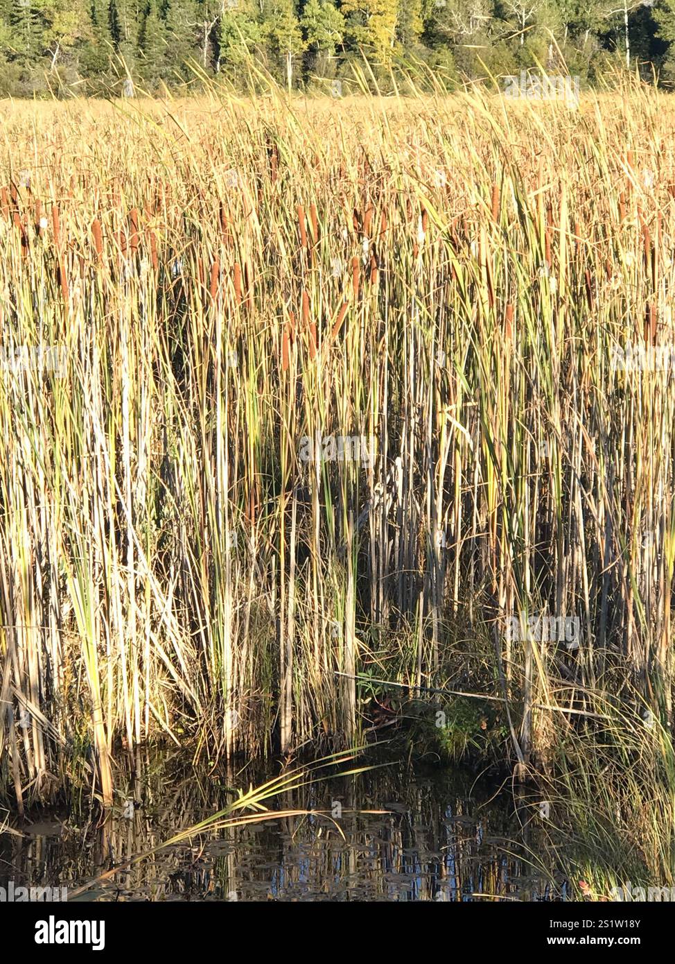 narrow-leaved cattail (Typha angustifolia Stock Photo - Alamy