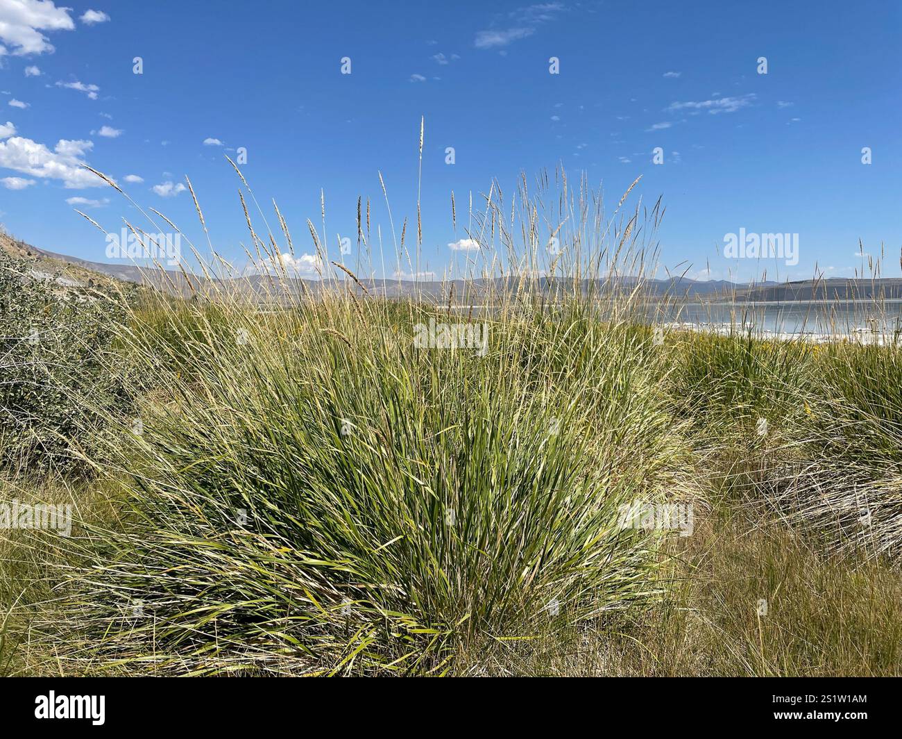 Great Basin Wildrye (Leymus cinereus Stock Photo - Alamy