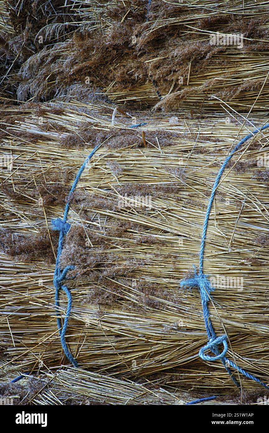 Processing of reed for thatching Stock Photo - Alamy