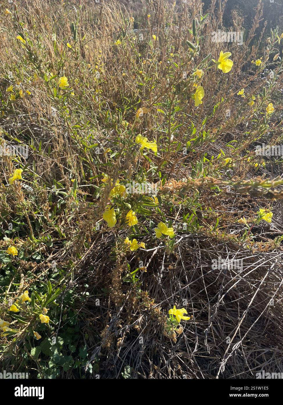 tall evening primrose (Oenothera elata Stock Photo - Alamy
