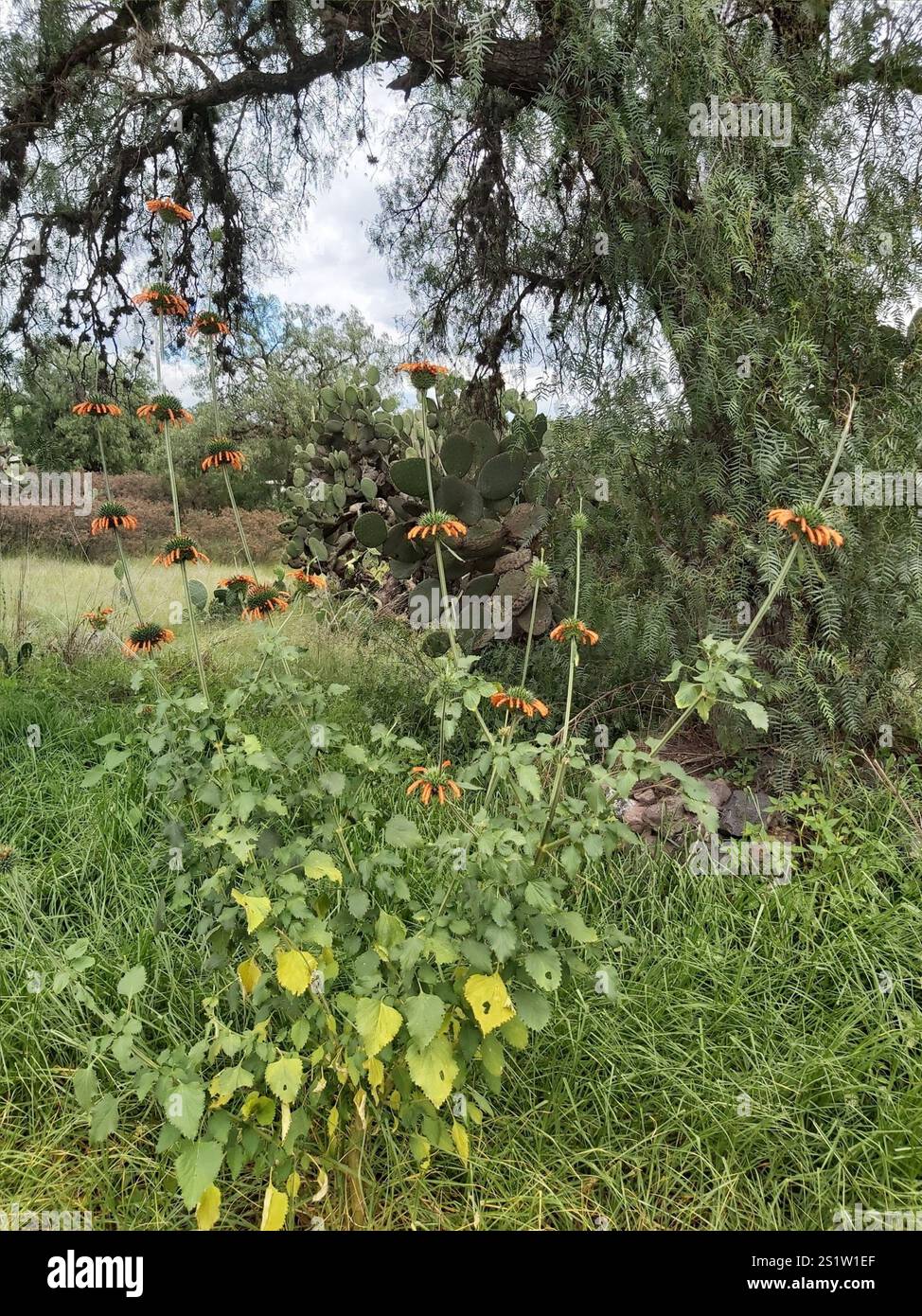 lion's ear (Leonotis nepetifolia Stock Photo - Alamy