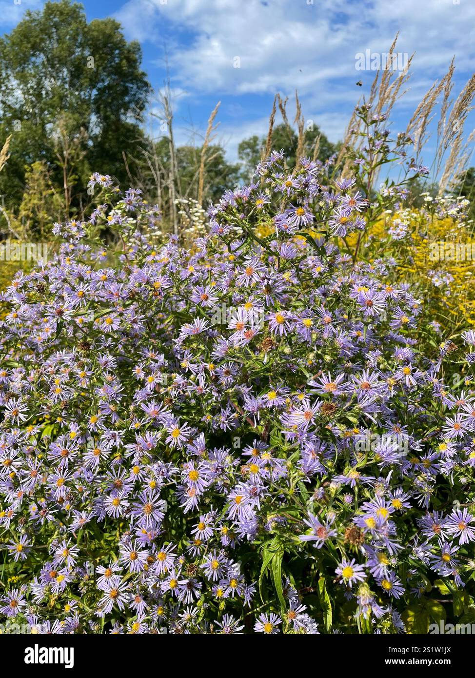 swamp aster (Symphyotrichum puniceum Stock Photo - Alamy