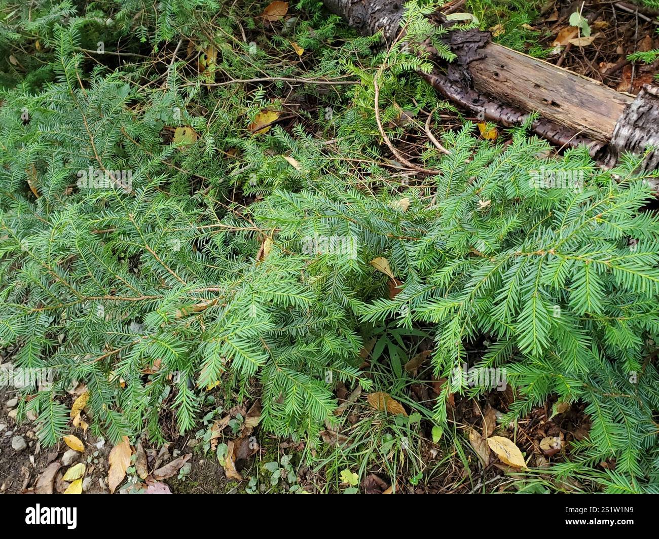 Canada yew (Taxus canadensis Stock Photo - Alamy