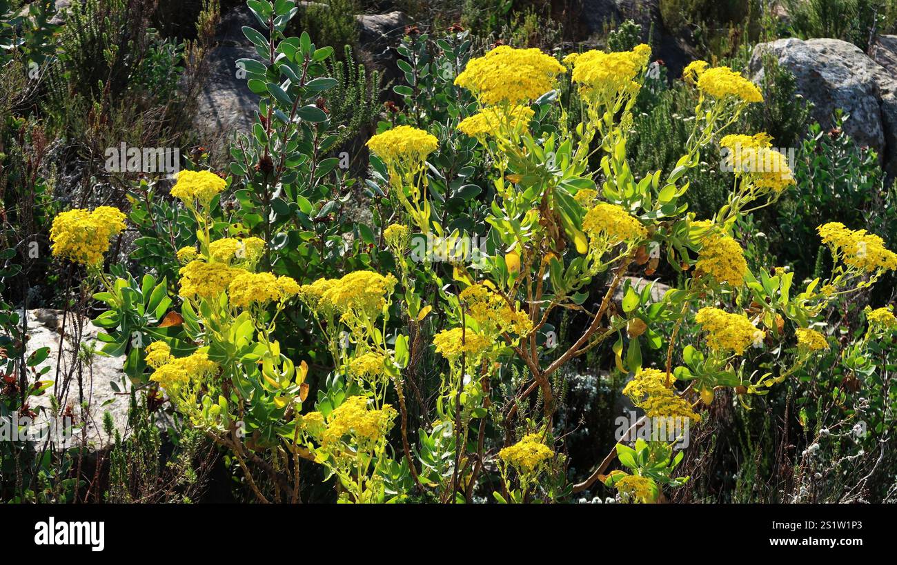 Poorflower Babooncabbage (Othonna parviflora Stock Photo - Alamy