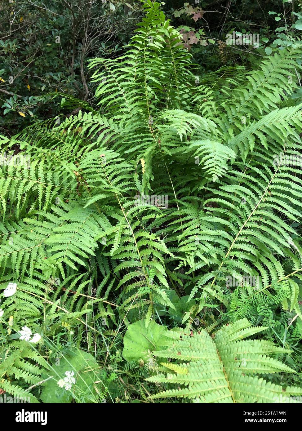 cinnamon fern (Osmundastrum cinnamomeum Stock Photo - Alamy