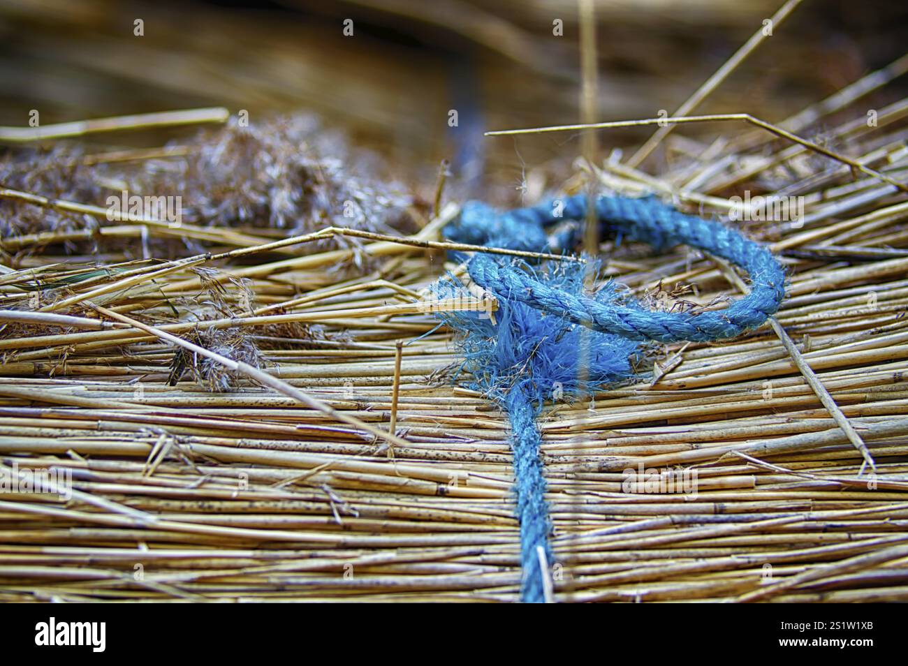 Processing of reed for thatching Stock Photo - Alamy
