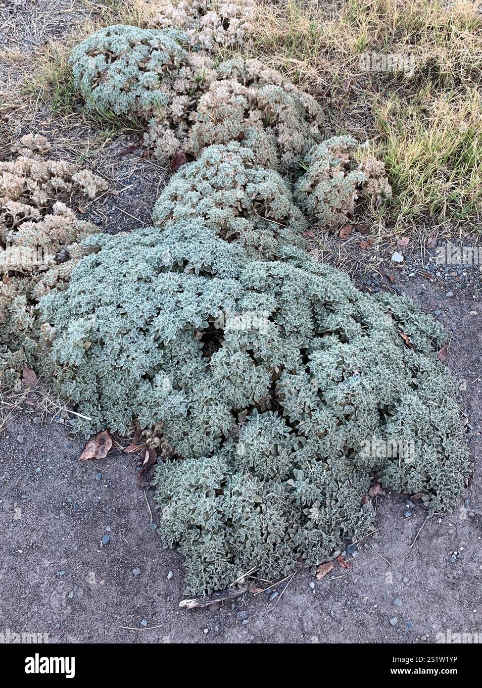 turkey mullein (Croton setiger Stock Photo - Alamy