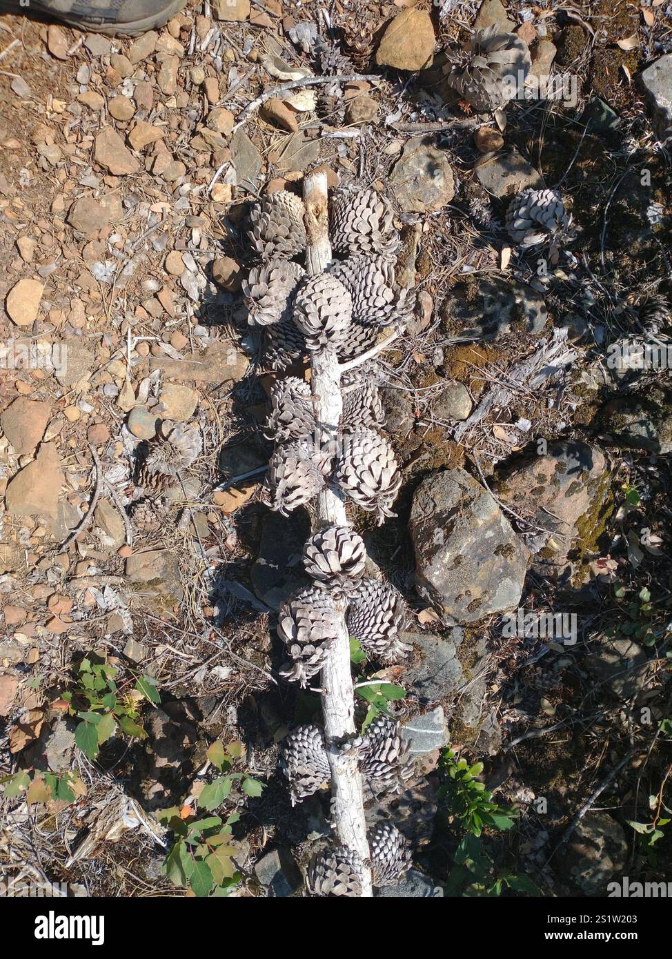 knobcone pine (Pinus attenuata Stock Photo - Alamy