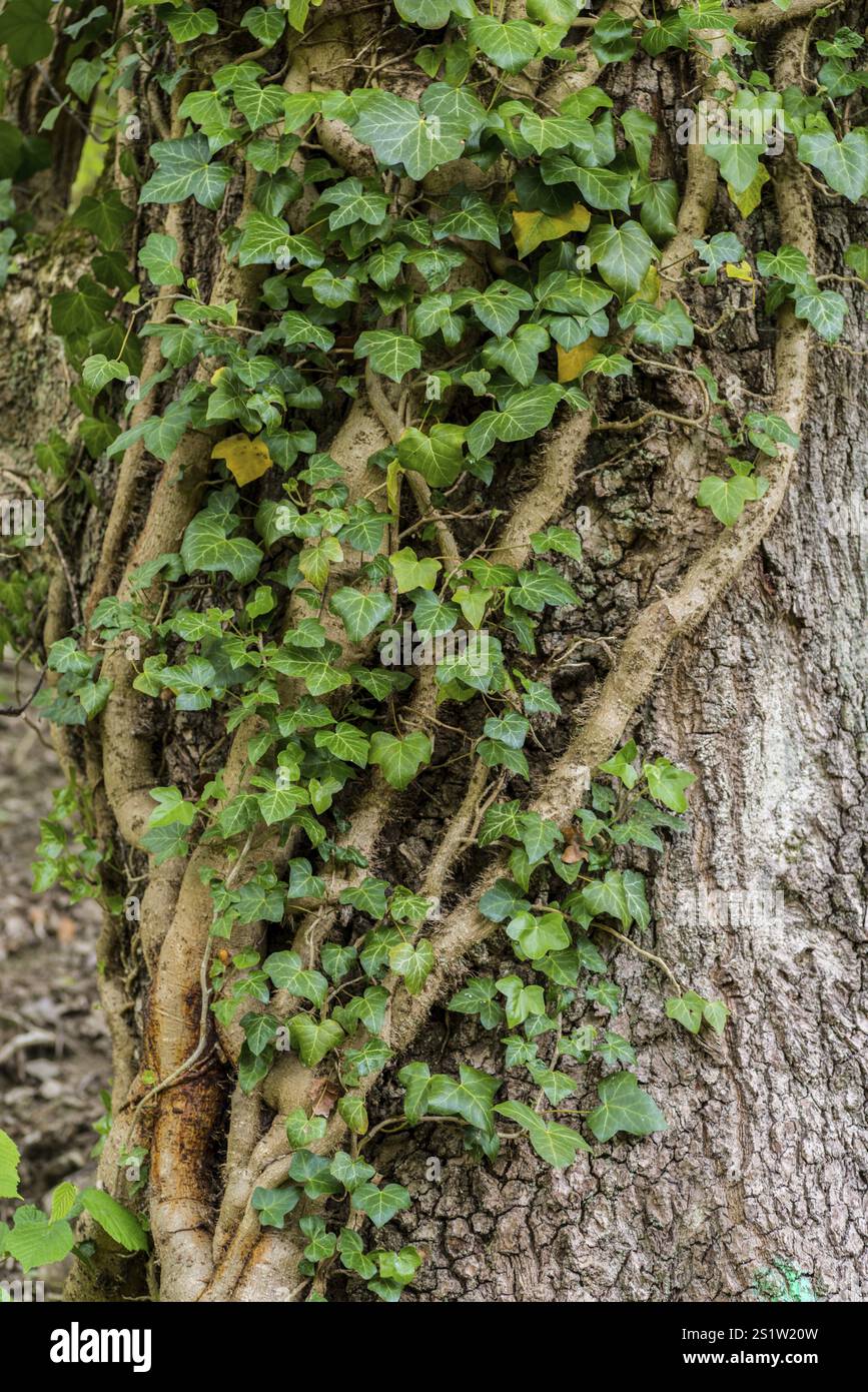 A thick tree trunk is overgrown with a large ivy. Big Ivy on an old ...