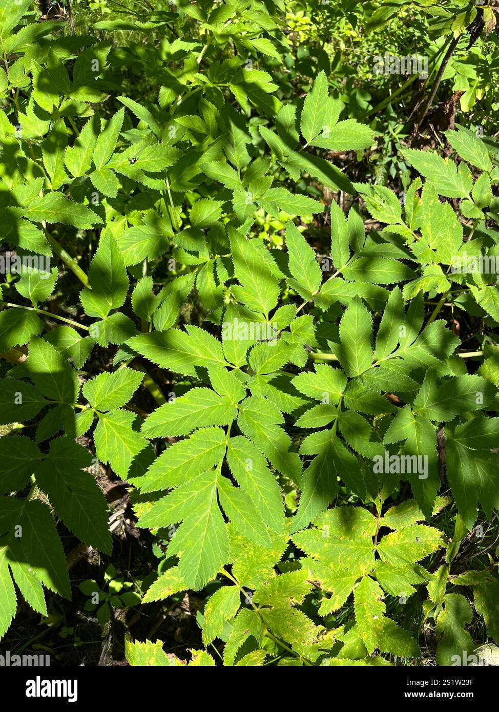 purple-stemmed angelica (Angelica atropurpurea Stock Photo - Alamy